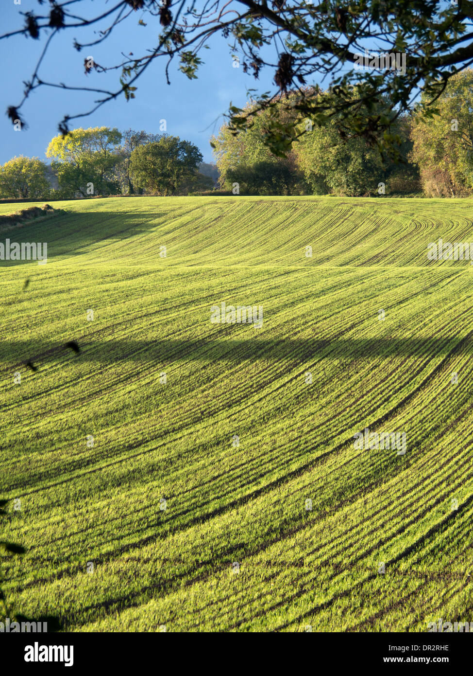 field in derbyshire uk Stock Photo - Alamy