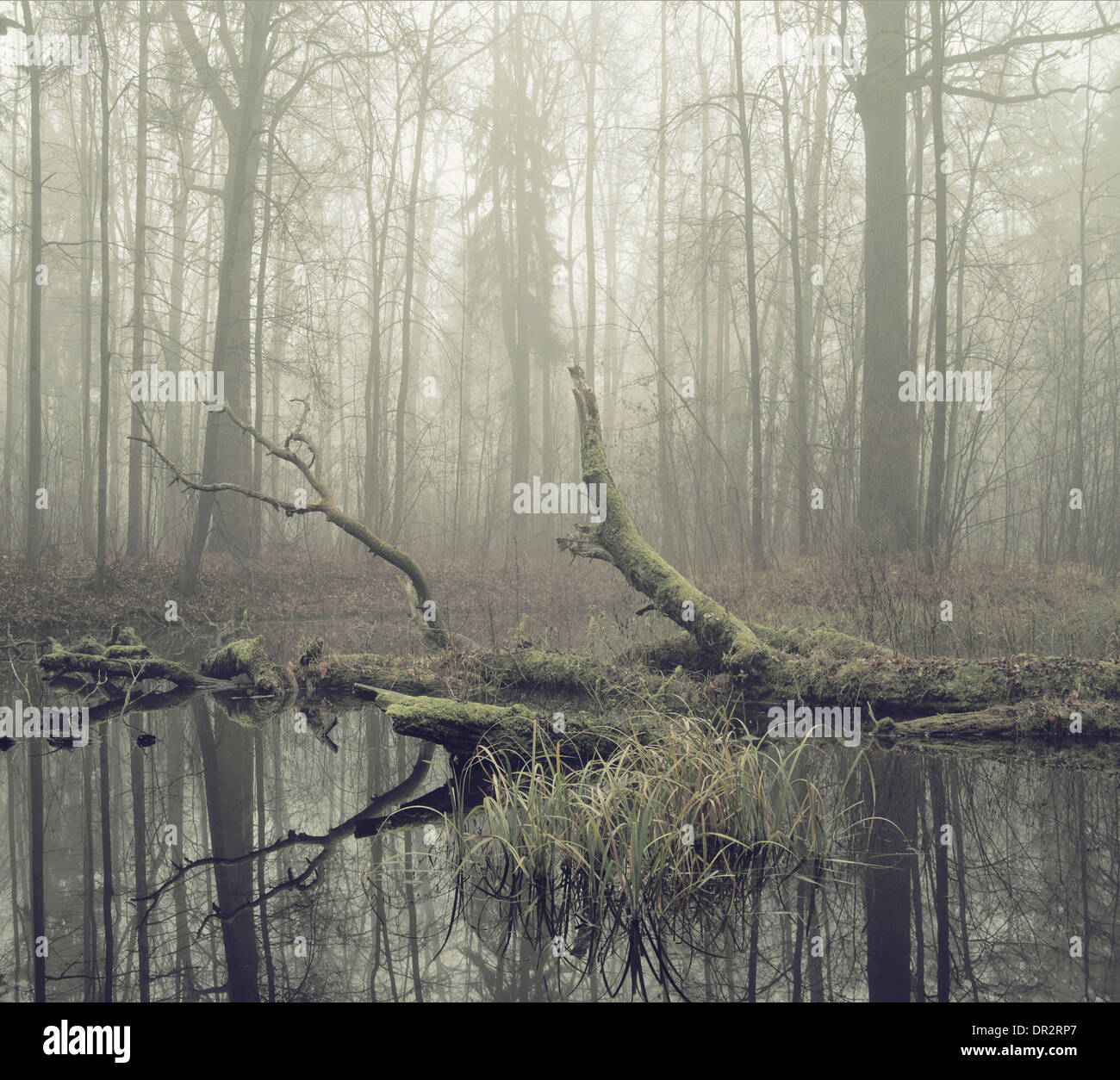 Broken trees stand in water hi-res stock photography and images - Alamy