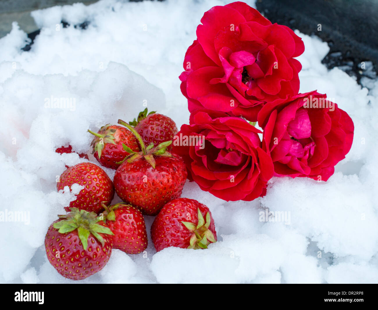 Red roses in the snow hi-res stock photography and images - Alamy
