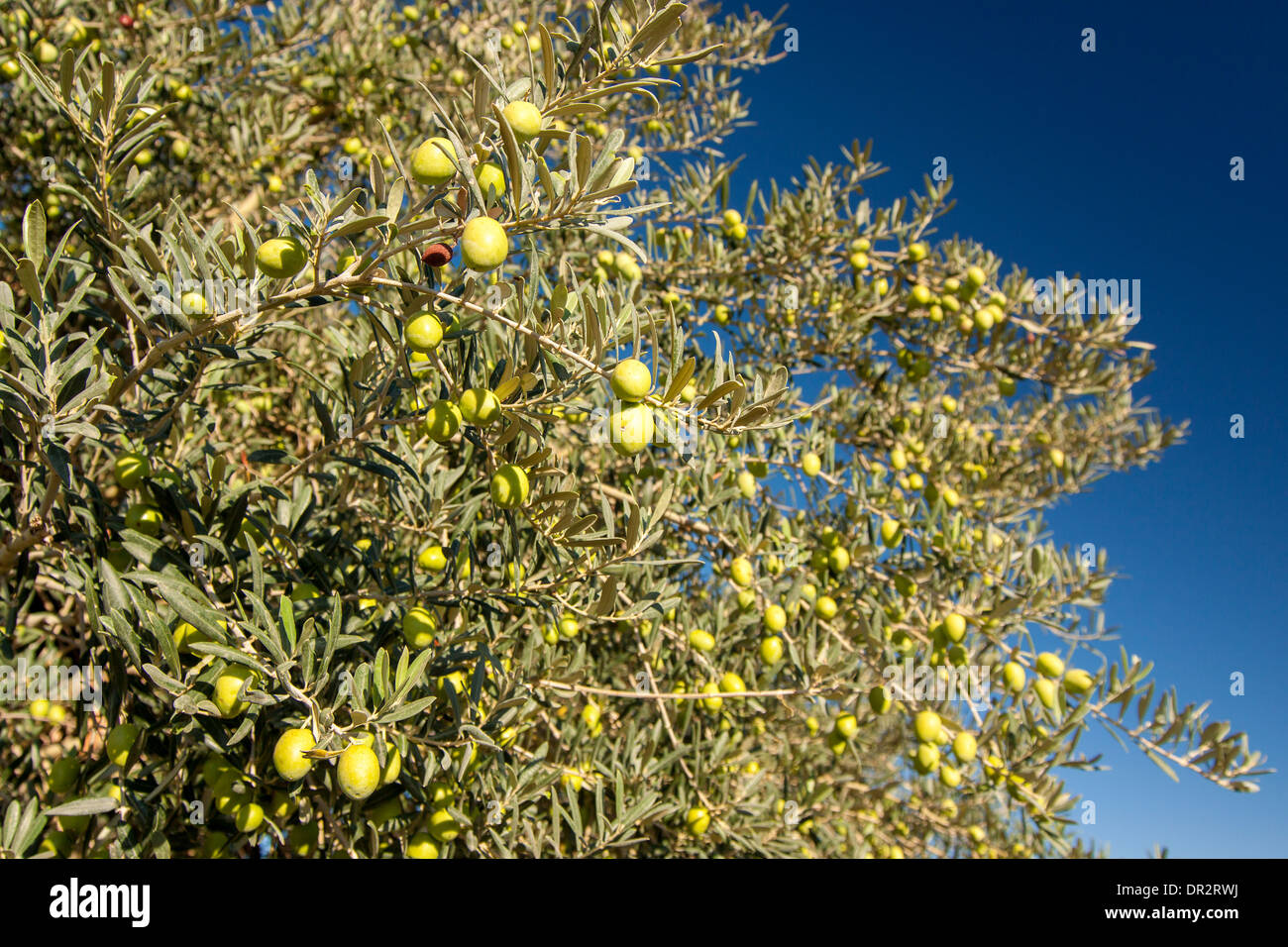 Olives growing on a tree hi-res stock photography and images - Alamy