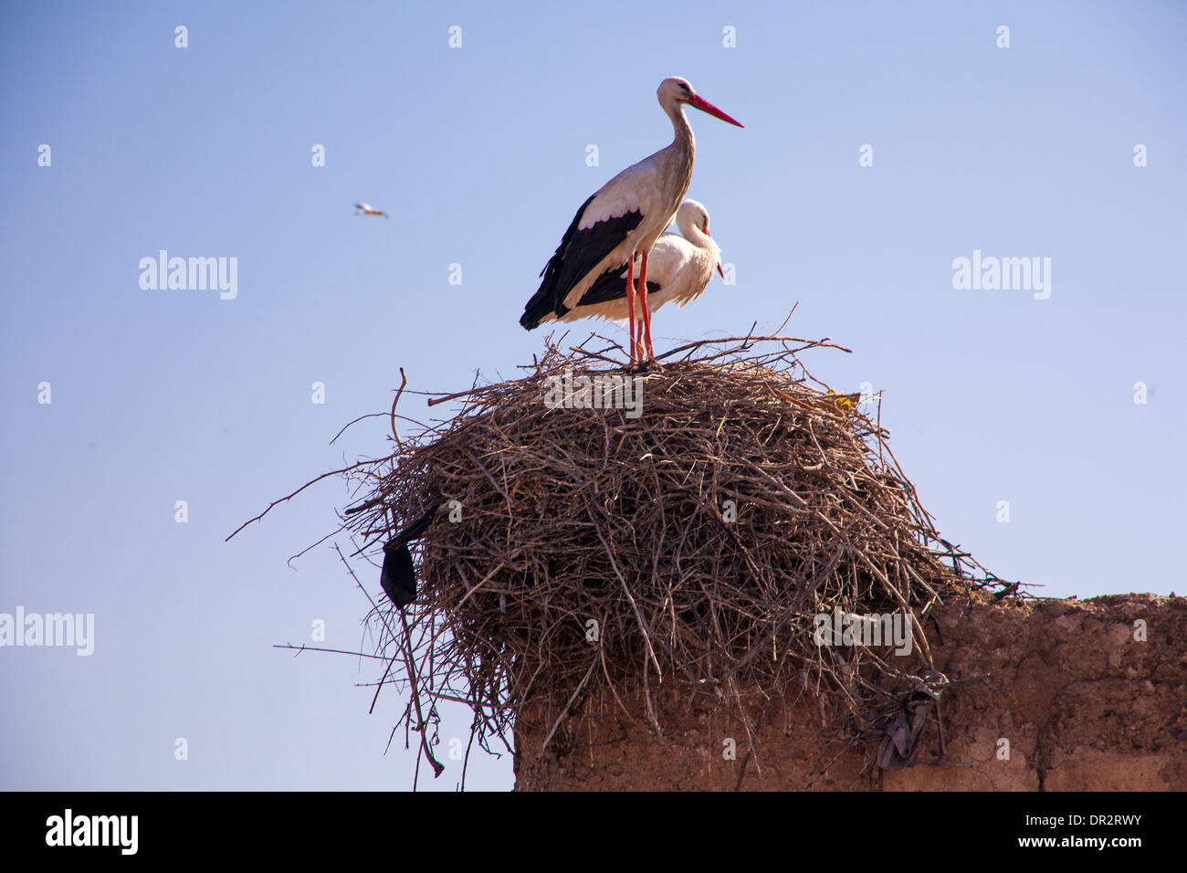 Stork sitting on nest with mate Stock Photo - Alamy