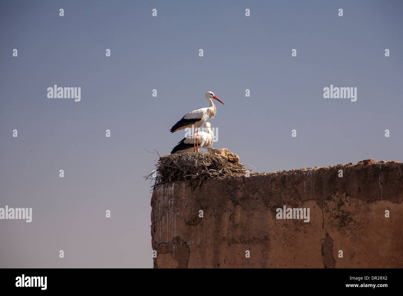 Stork sitting on nest with mate Stock Photo - Alamy
