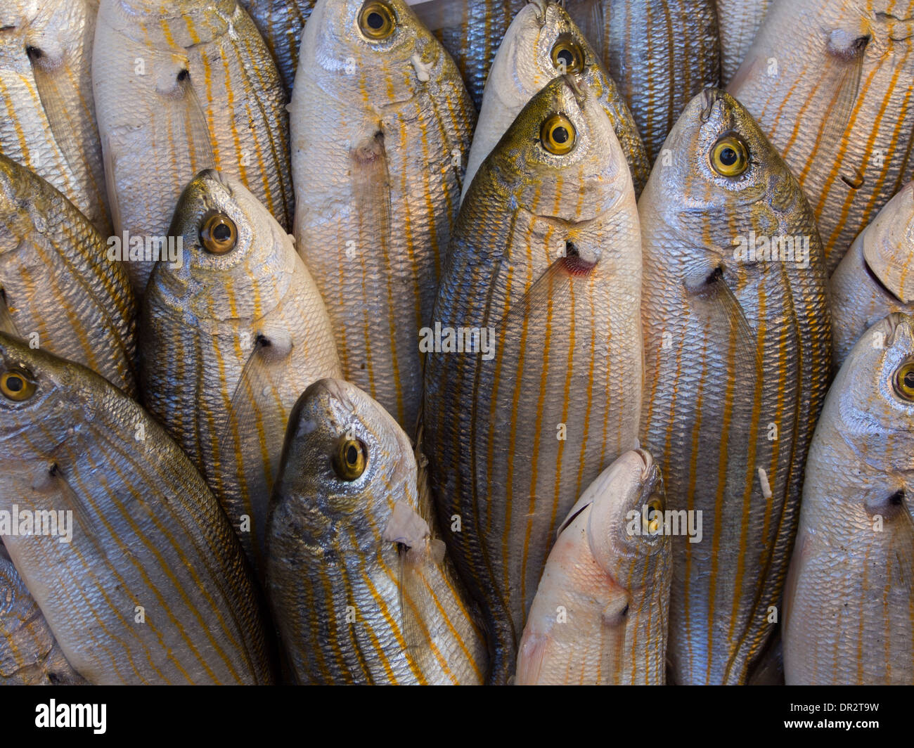 Porgy hi-res stock photography and images - Alamy