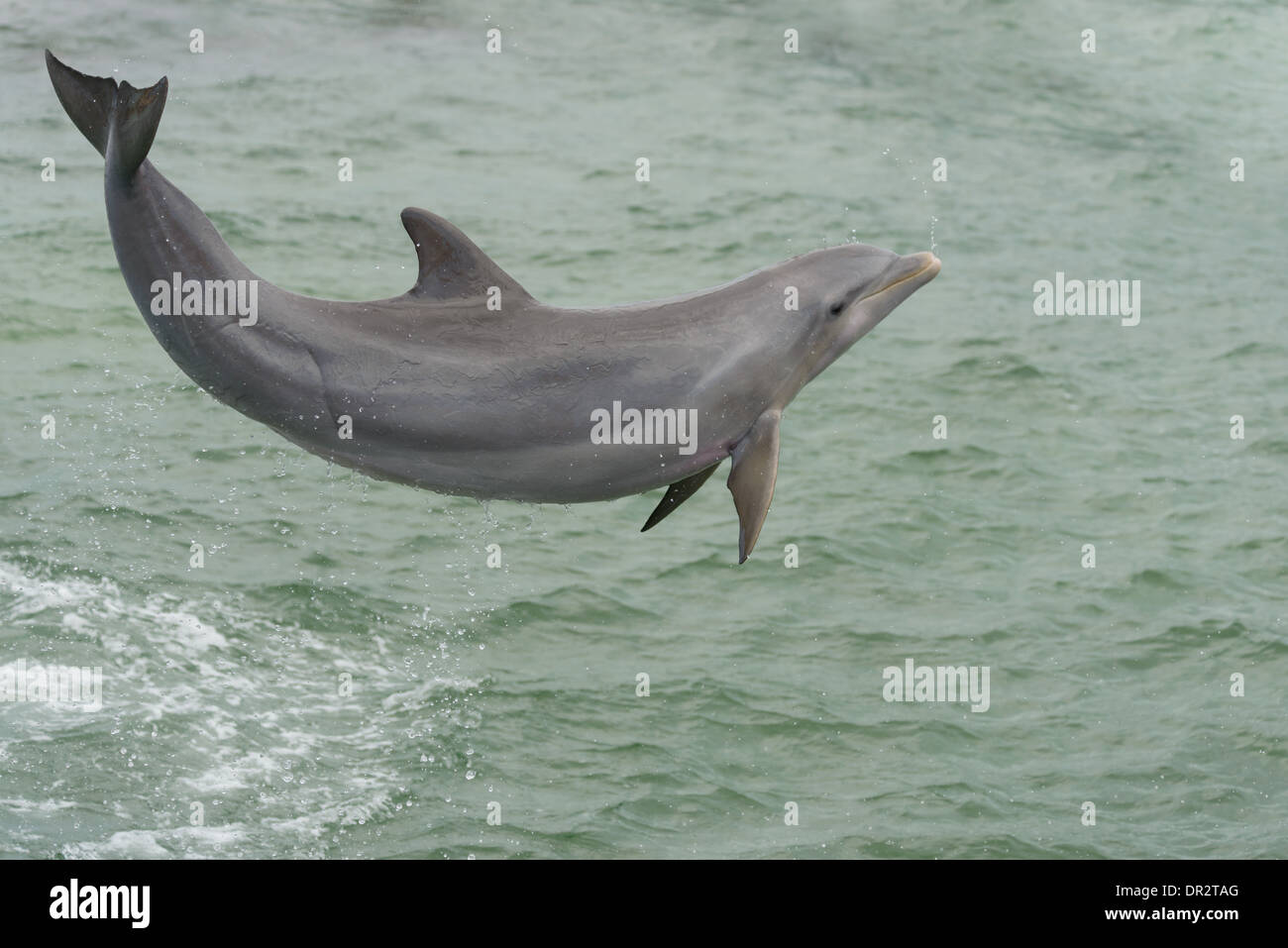 Delfin, Delphinus delphis, Dolphin Stock Photo - Alamy