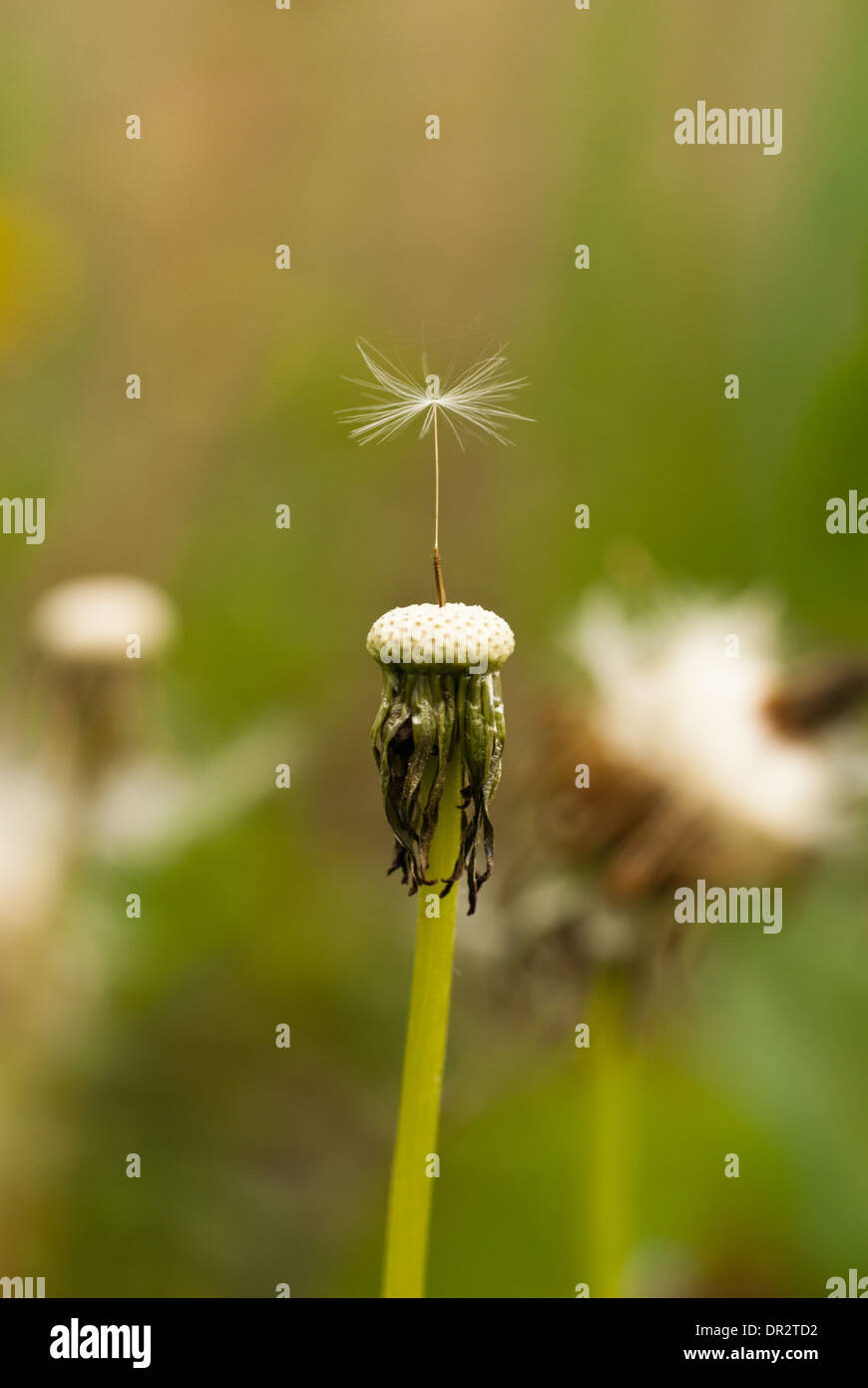 Dead dandelion close up hi-res stock photography and images - Alamy