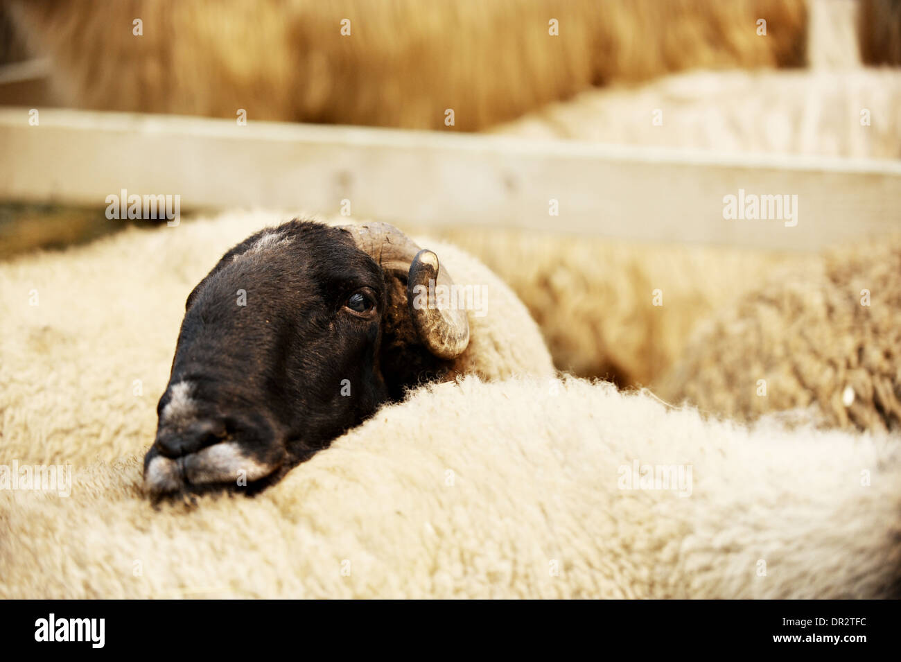 Sheep inside a farm at an agricultural fair Stock Photo - Alamy
