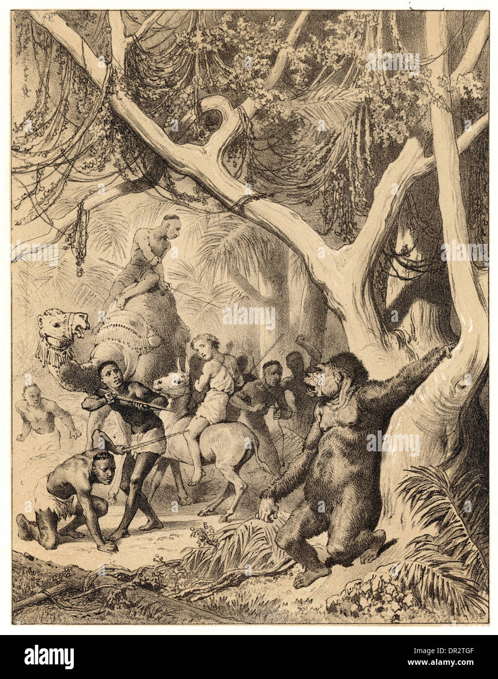 Gorilla hunting hi-res stock photography and images - Alamy