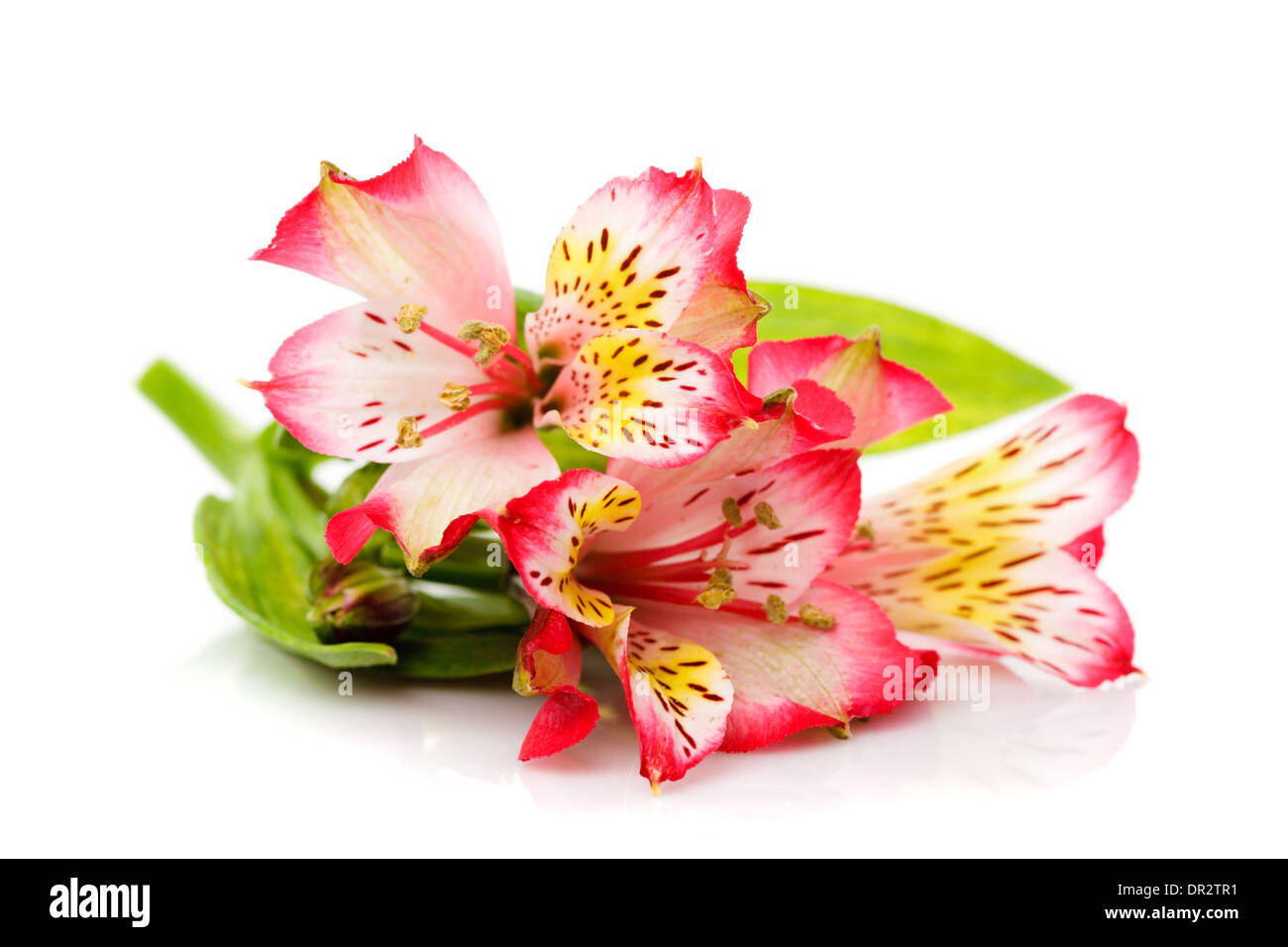 Pink alstroemeria isolated on white background Stock Photo - Alamy