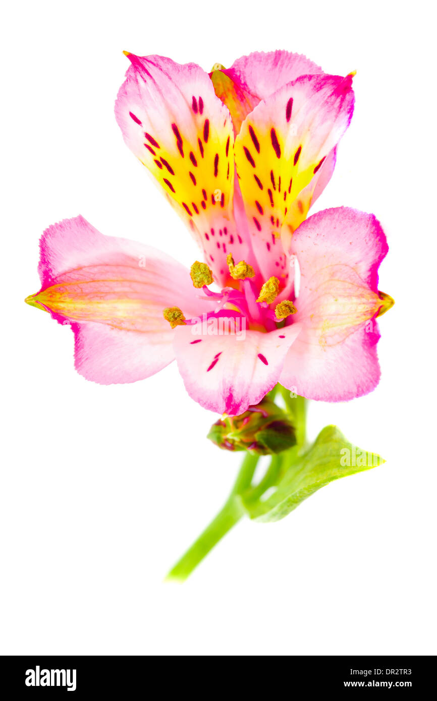 Pink alstroemeria isolated on white background Stock Photo - Alamy