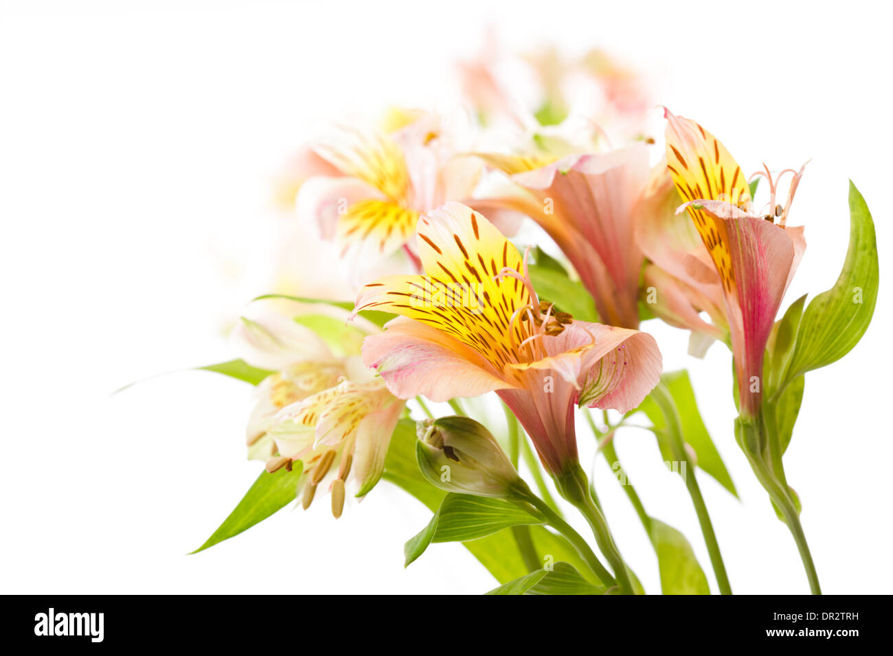 Pink alstroemeria isolated on white background Stock Photo - Alamy