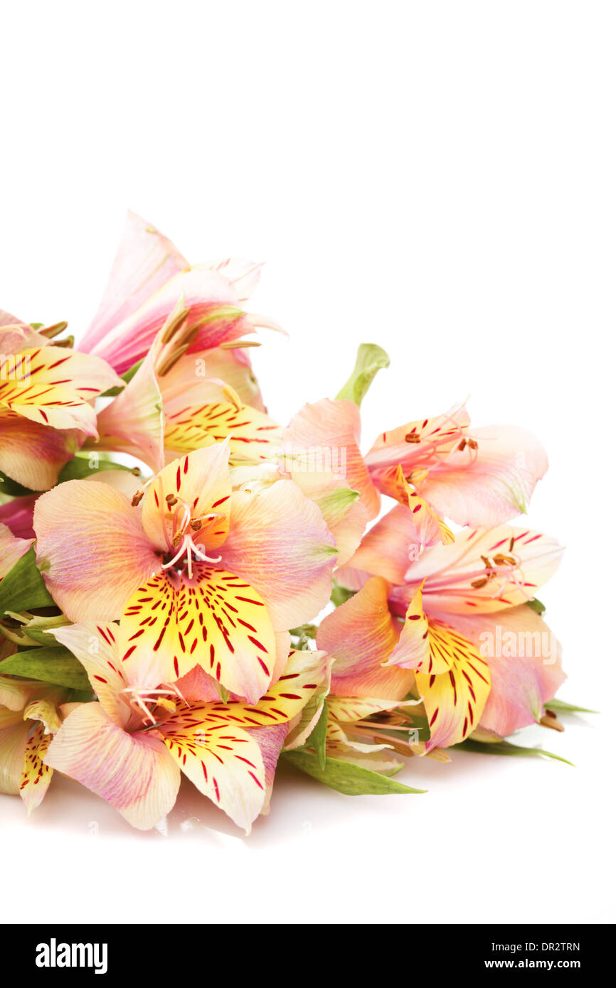 Pink alstroemeria isolated on white background Stock Photo - Alamy