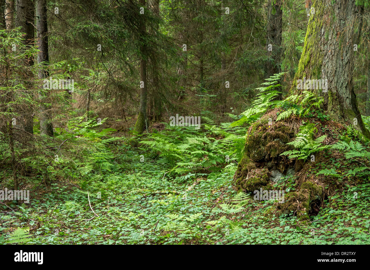 Green fern pathless wild forest with big old moss fir tree Stock Photo ...