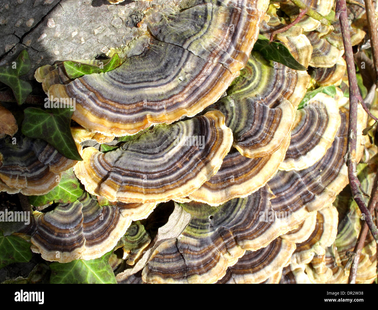 An image of Many Zoned Polypore (Coriolus versicolor Stock Photo - Alamy
