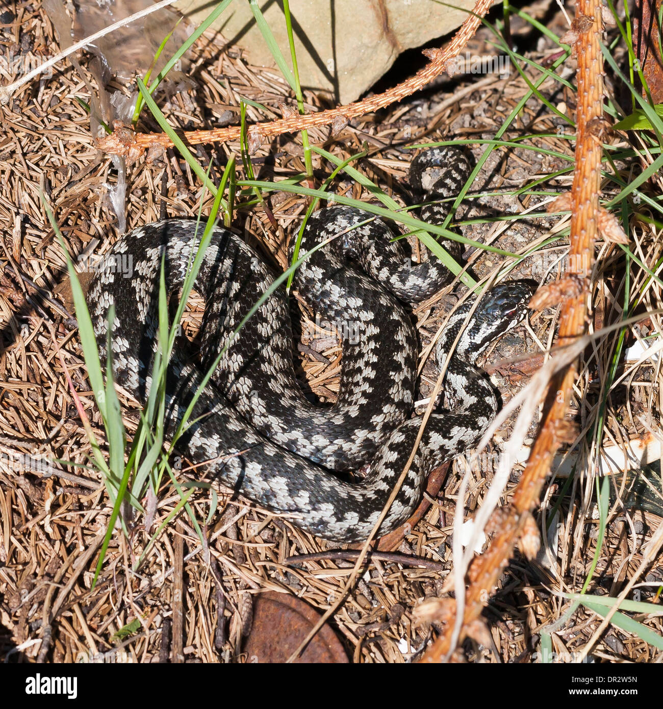 Black viper snake hi-res stock photography and images - Alamy