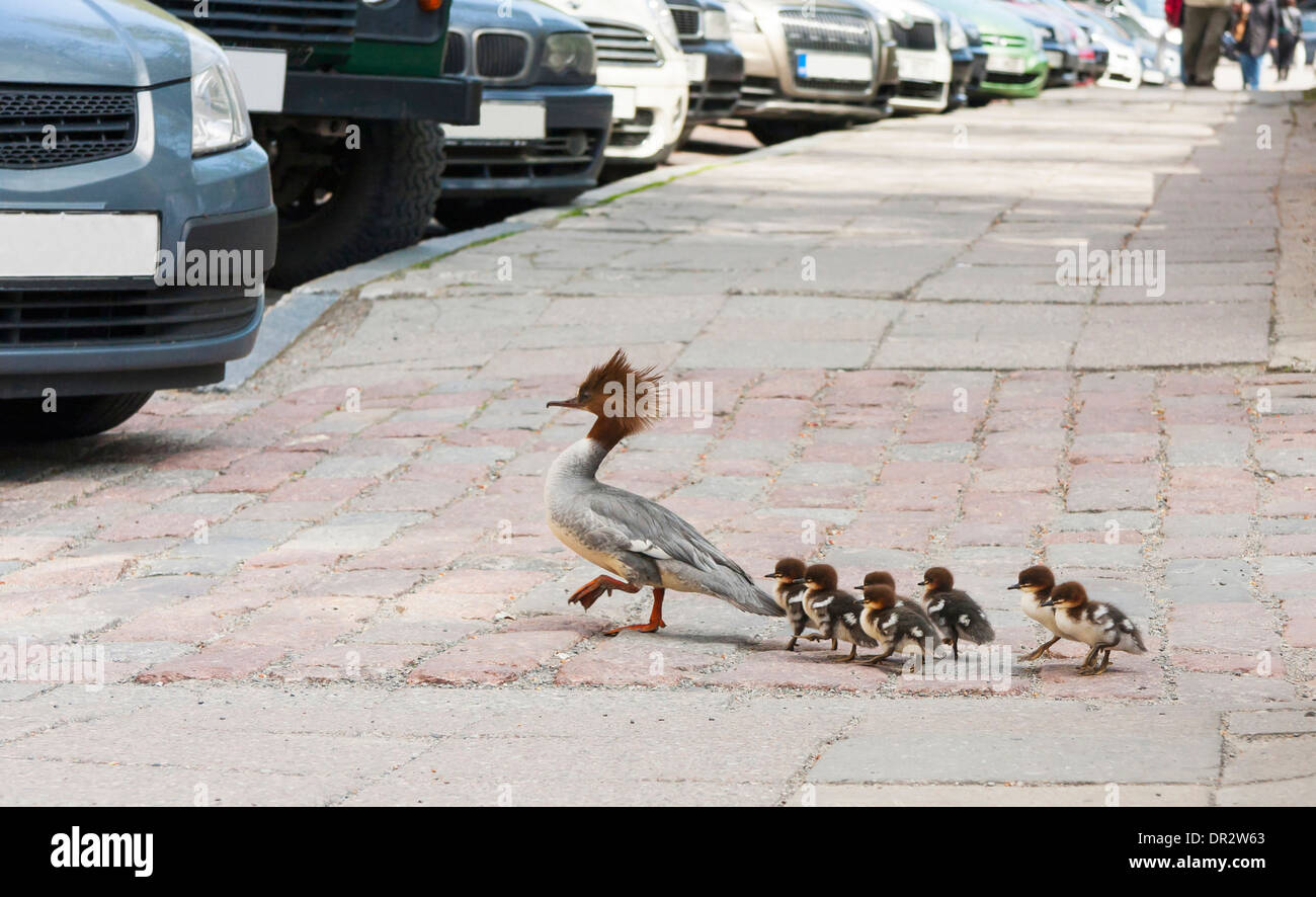 Merganser family hi-res stock photography and images - Alamy