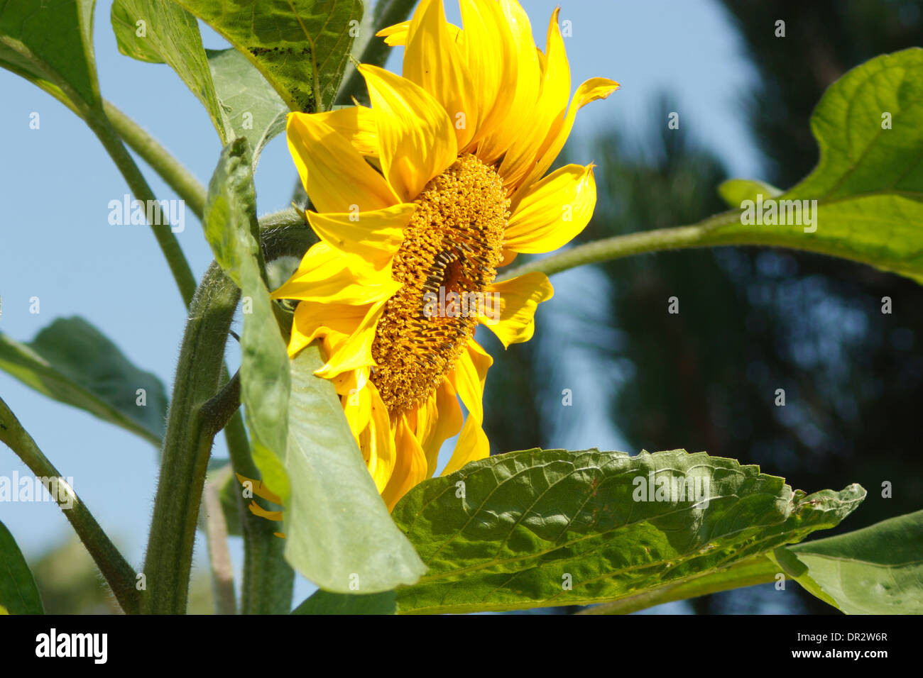 a side view of a sunflower head Stock Photo - Alamy