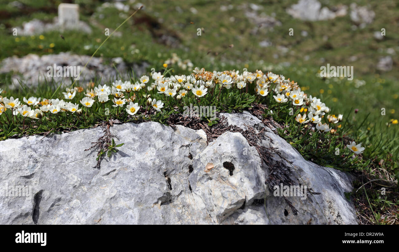 Dryas octopetala flowers on limestone rock. Alpine flora. Dolomites ...