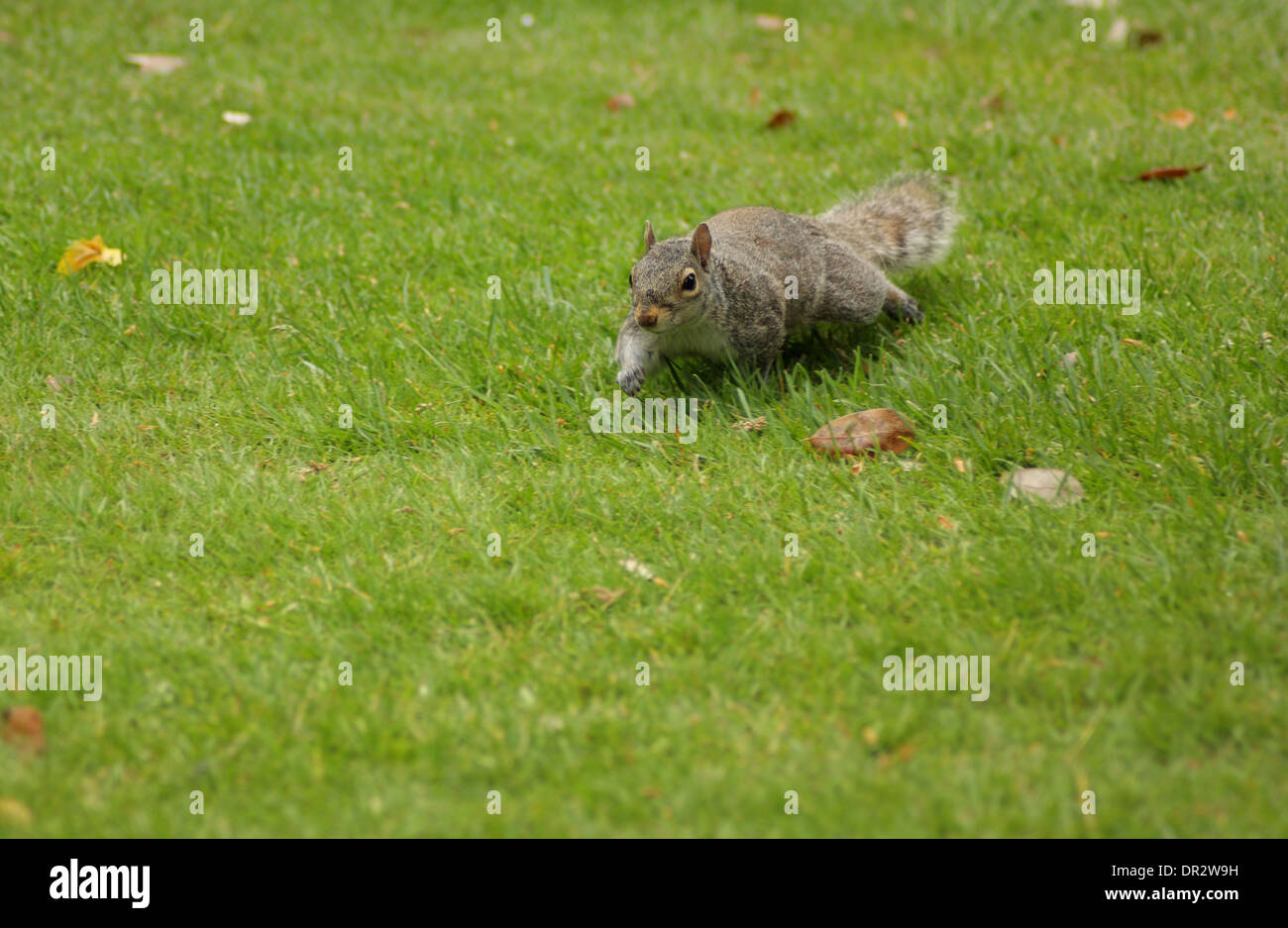 Squirrel hunting hi-res stock photography and images - Alamy