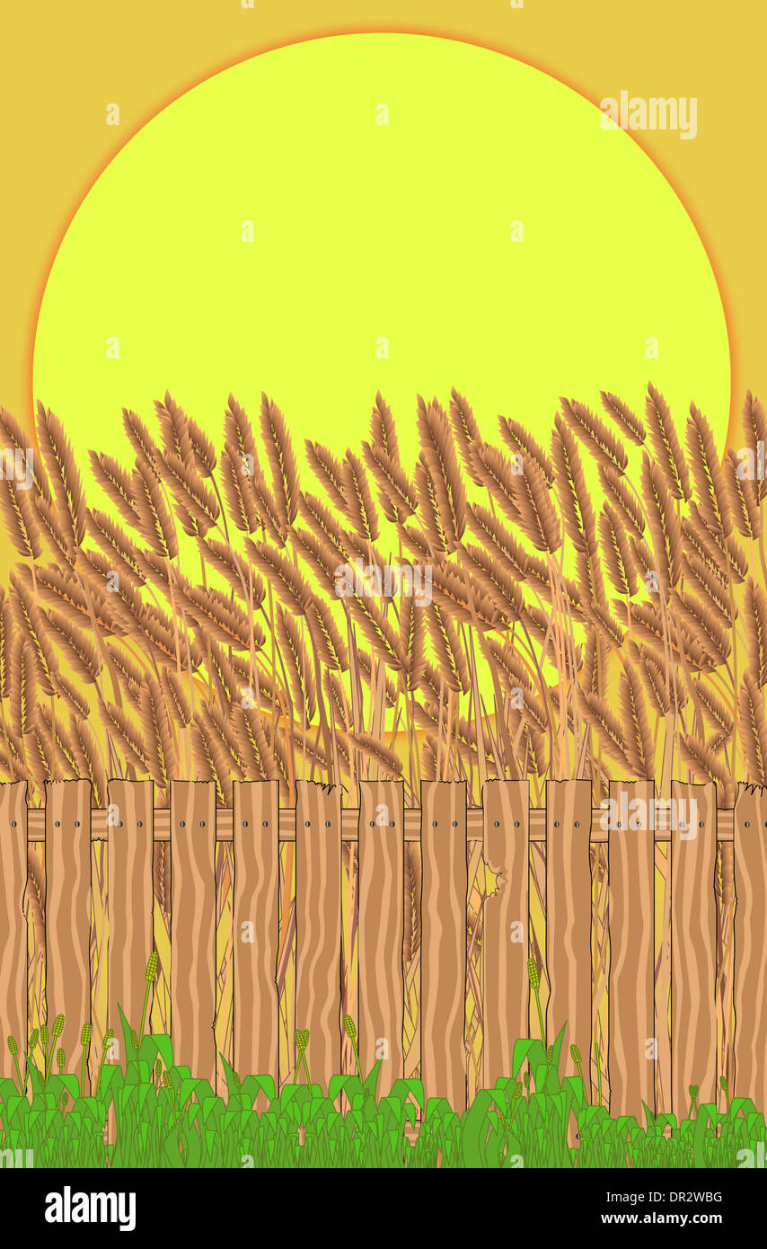 A crop field with a wooden fence and a large sunset Stock Photo - Alamy