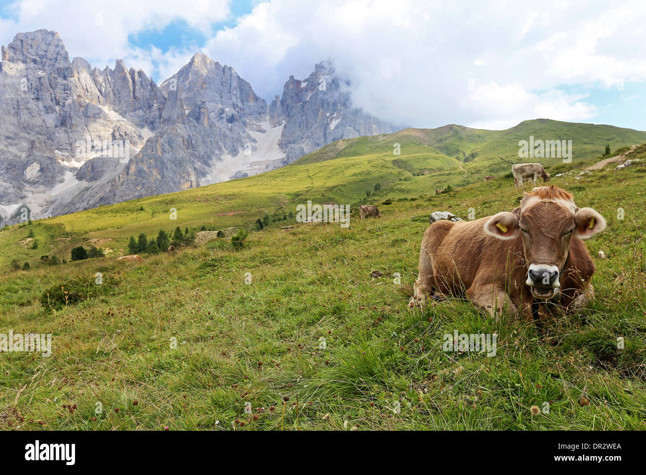 Grazing cows in the Dolomites mountains. The Pale di San Martino ...