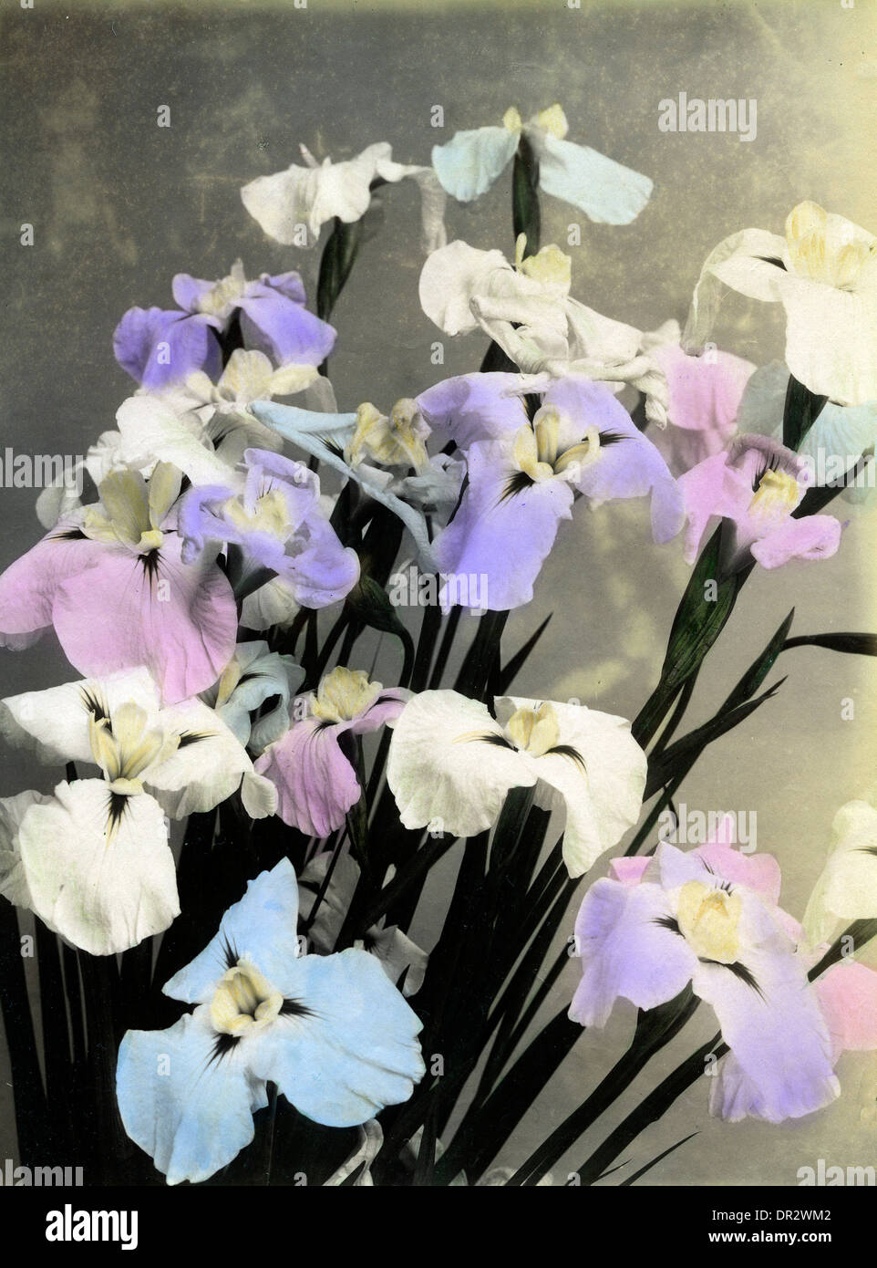 Bunch of iris hi-res stock photography and images - Alamy