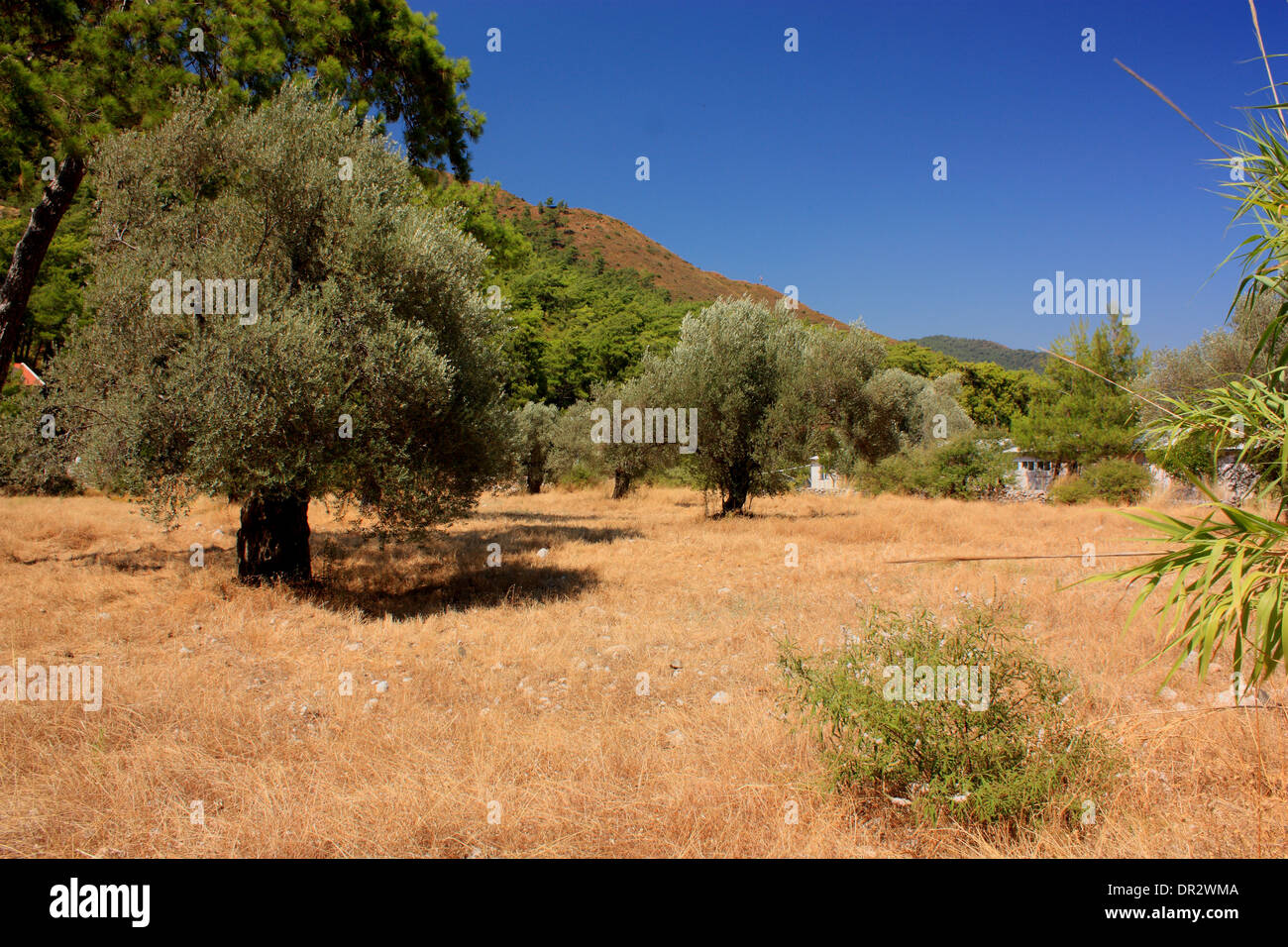 Turkish countryside hi-res stock photography and images - Alamy