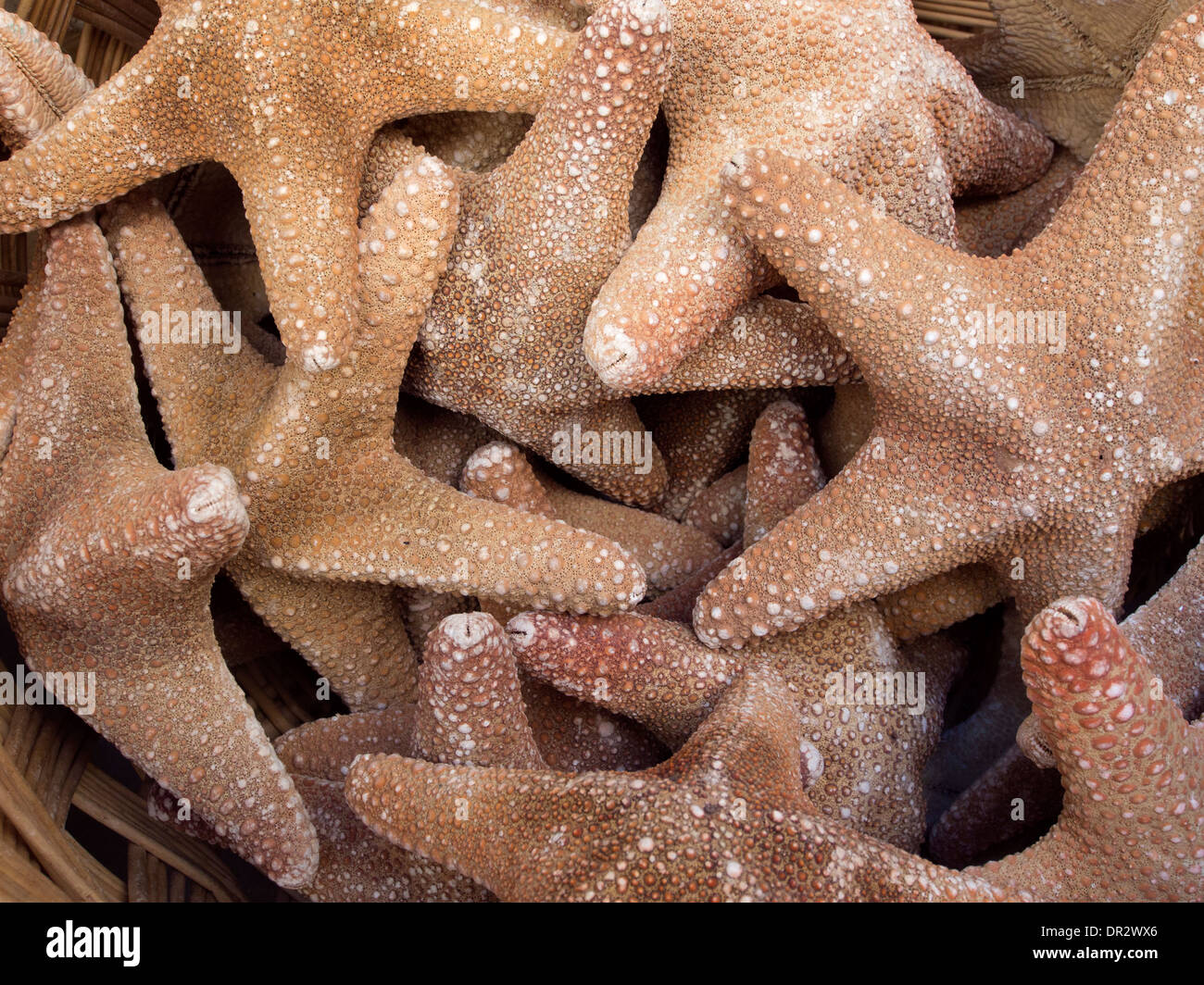 Asteroidea greek greece island hi-res stock photography and images - Alamy