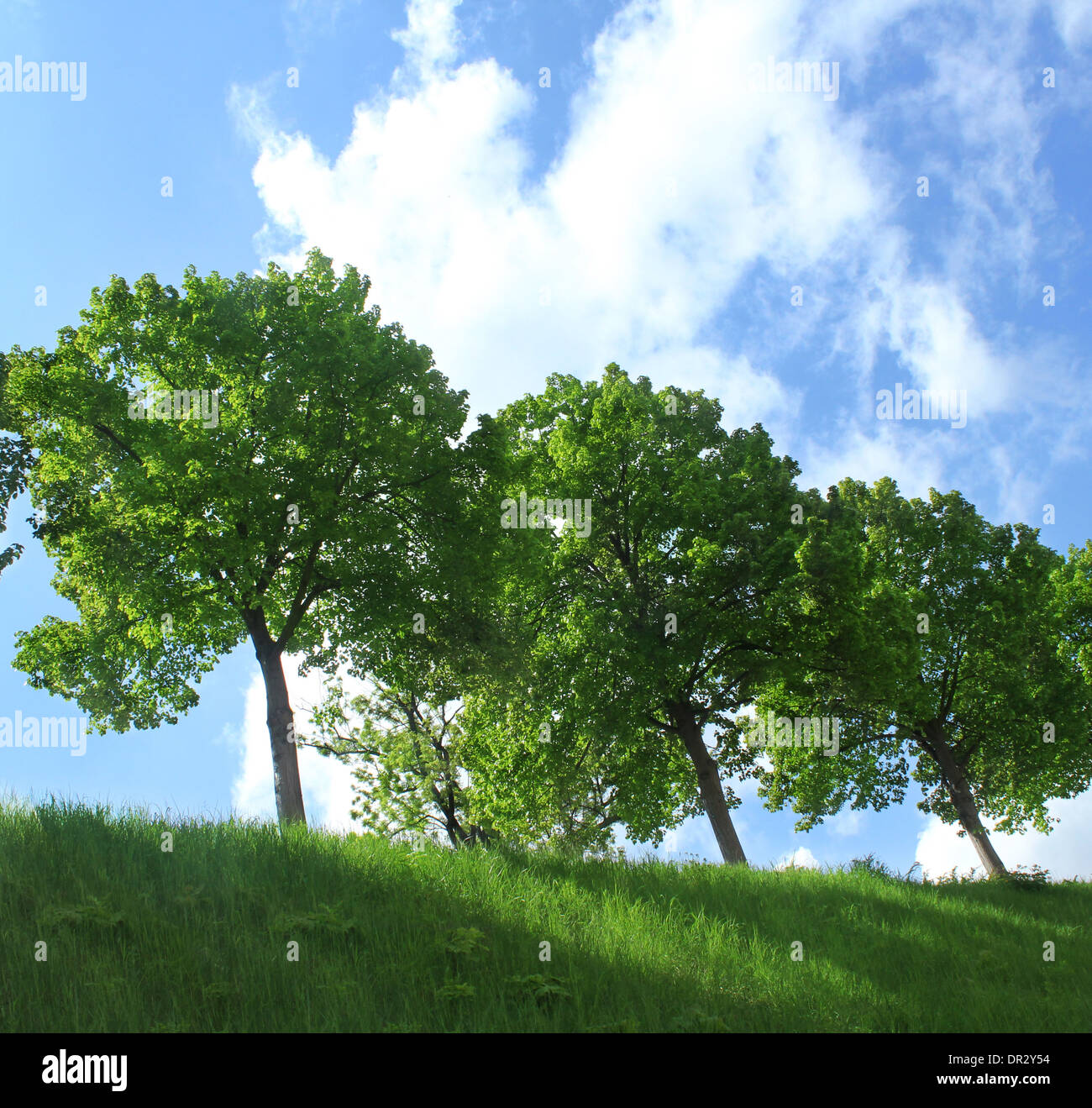 Sun rise forest hi-res stock photography and images - Alamy