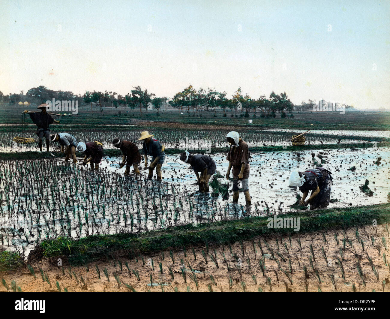 History Of Rice High Resolution Stock Photography and Images - Alamy