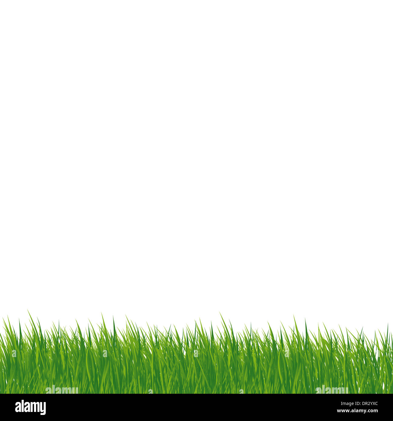 grass on white background Stock Photo - Alamy