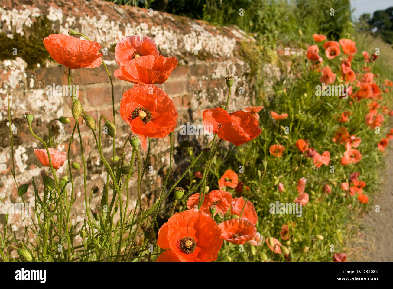 Ww2 remembrance hi-res stock photography and images - Alamy