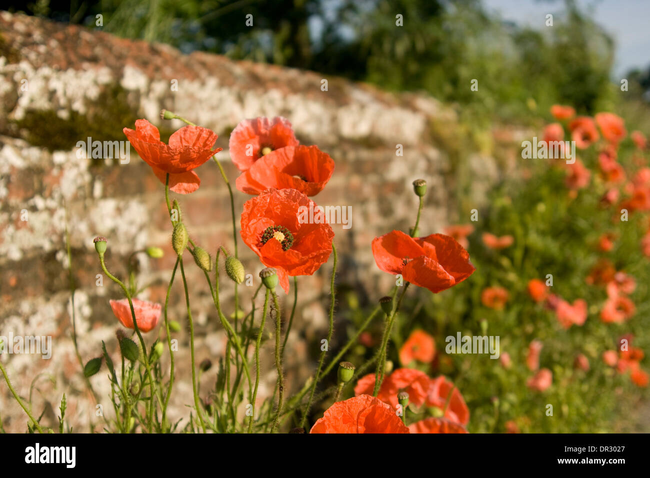 Ww2 remembrance hi-res stock photography and images - Alamy