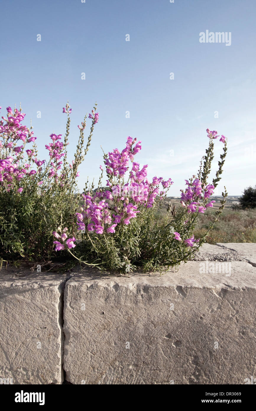 Snapdragons growing on top of a limestone wall Stock Photo - Alamy