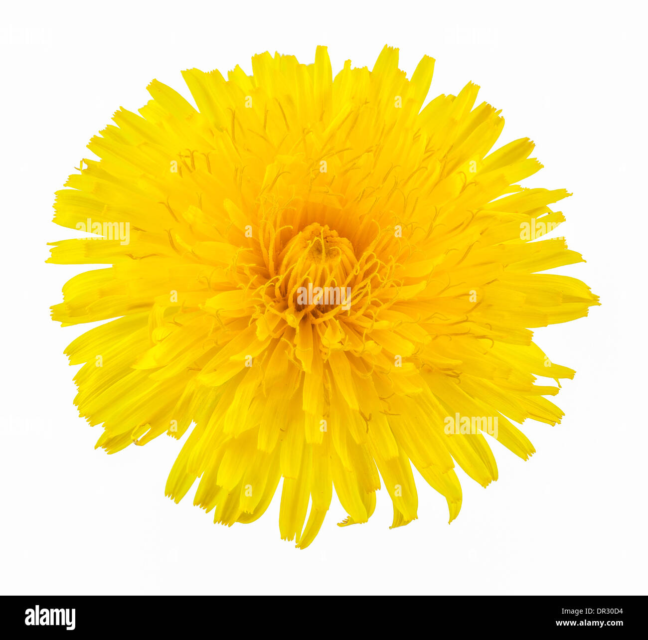 Nature background wildflowers on Cut Out Stock Images & Pictures - Alamy