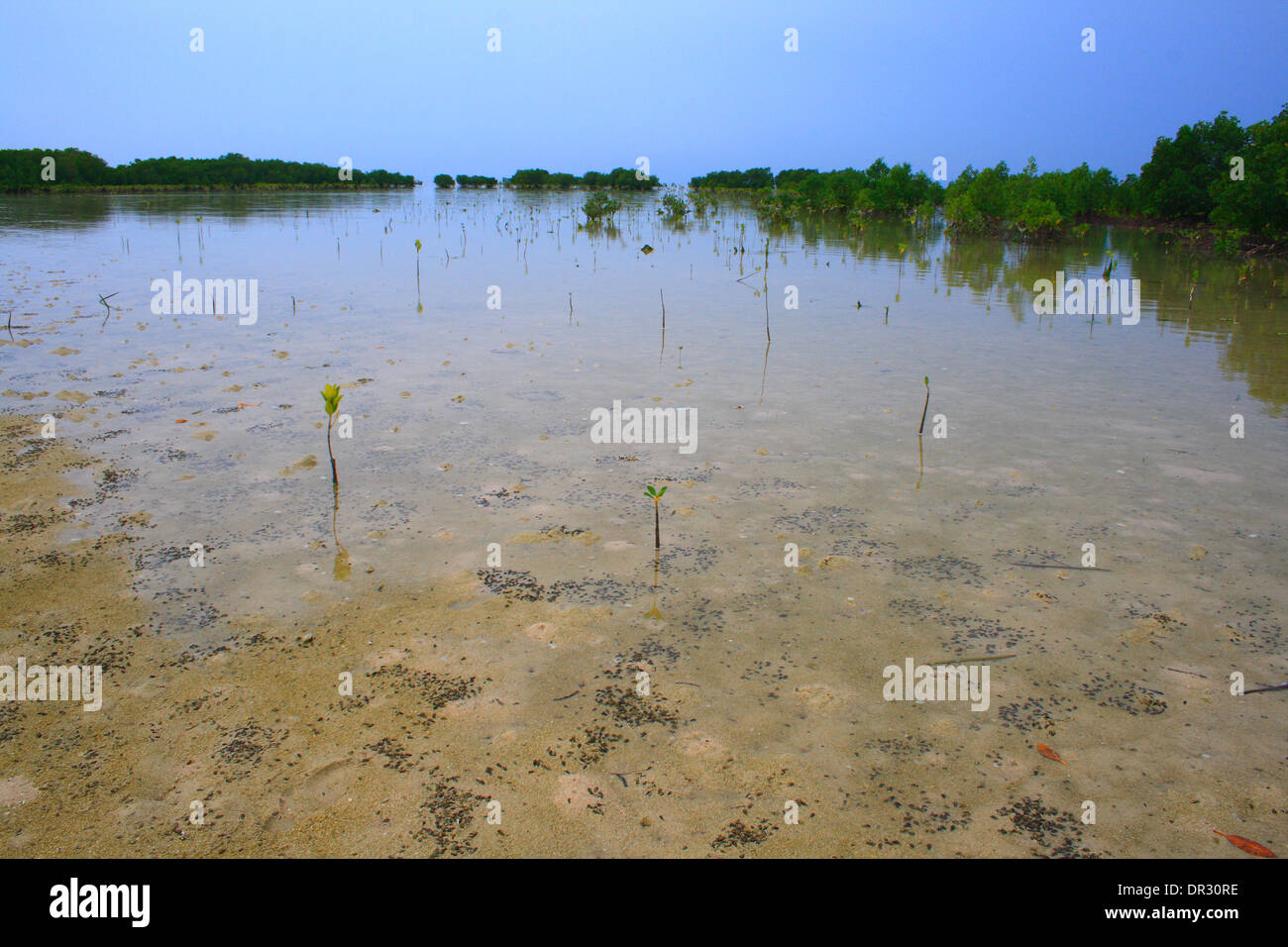 Palawan mangroves hi-res stock photography and images - Alamy