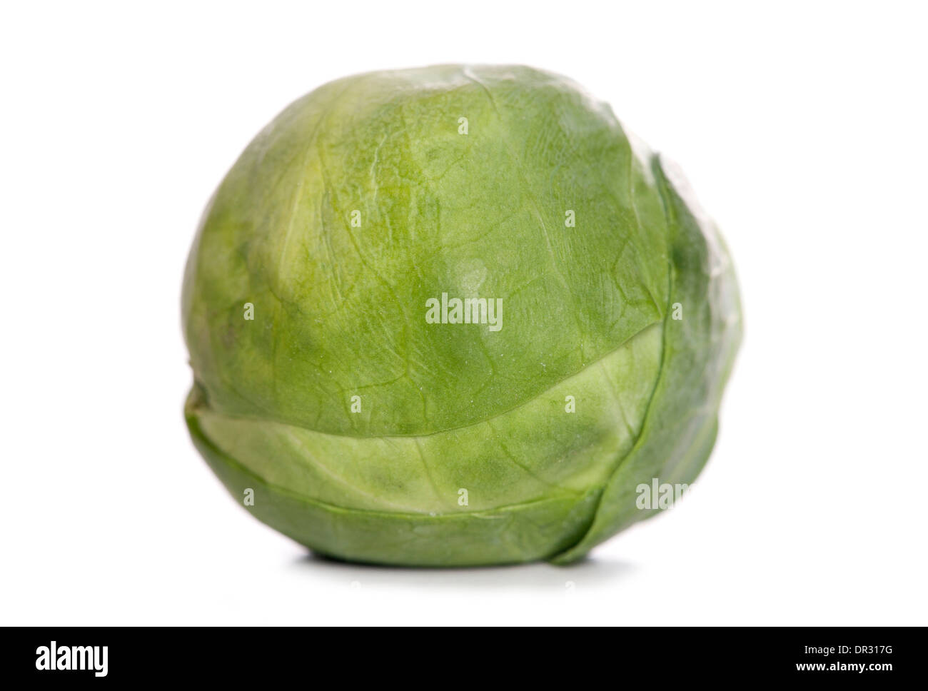 single brussel sprout studio cutout Stock Photo - Alamy