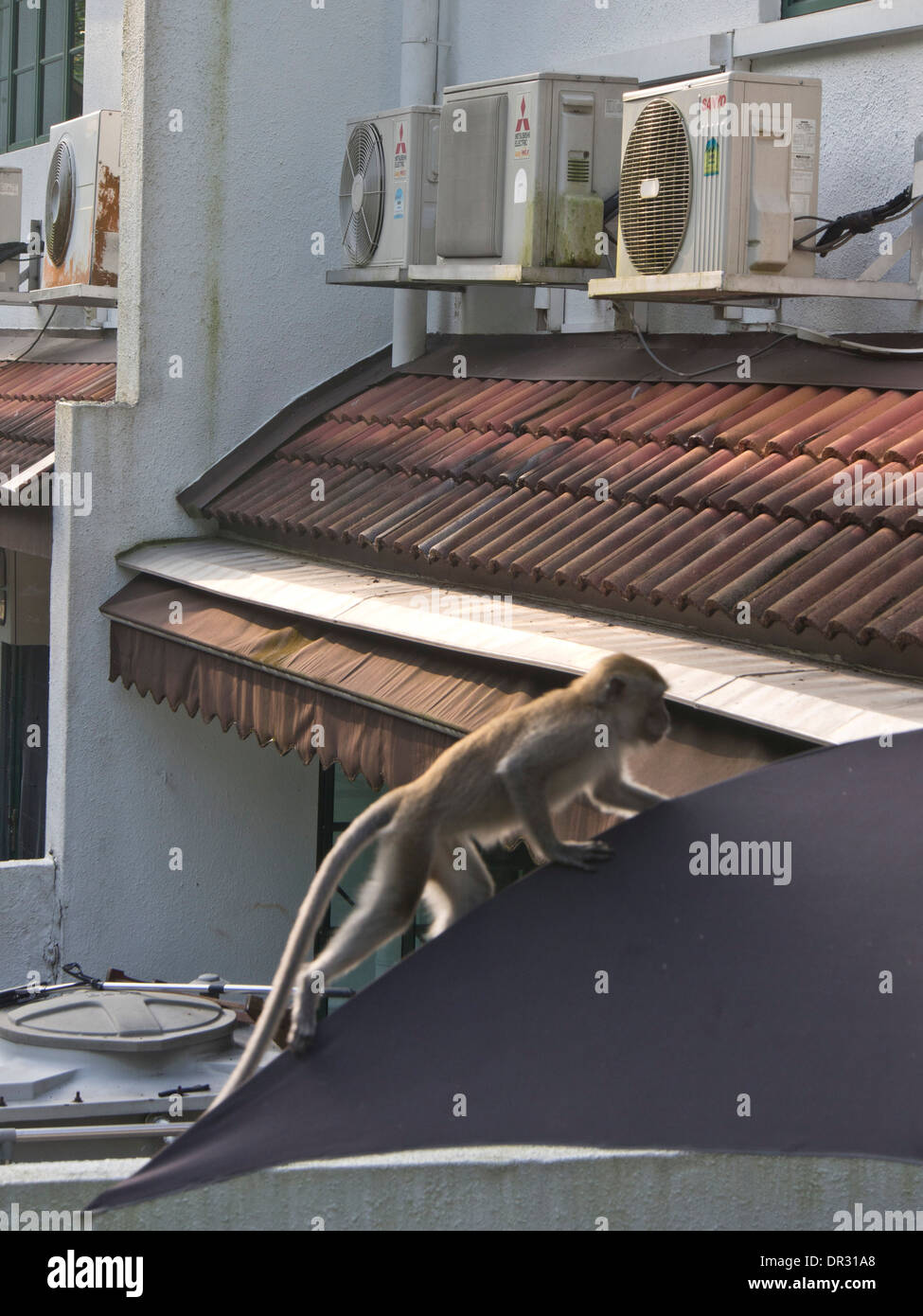 Monkey in garden of houses near the Bukit Timah Nature Reserve in ...