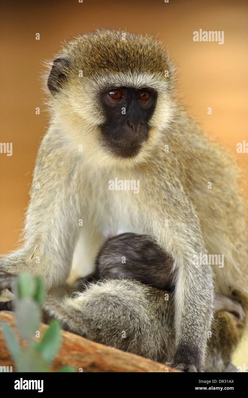 Vervet Monkey (Cercopithecus aethiops pygerythrus) adult with juvenile ...
