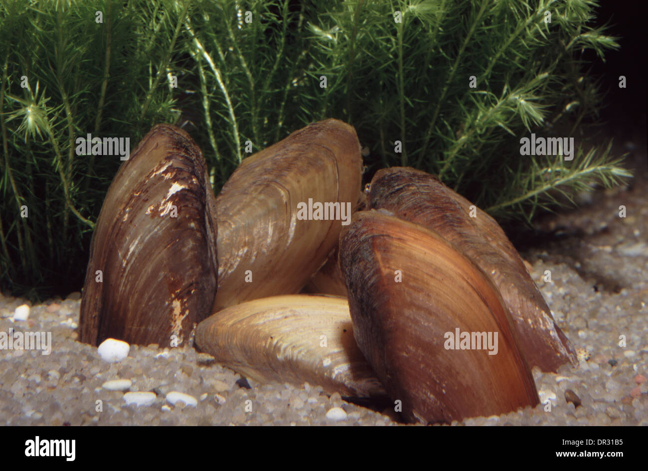 Golden Mussel at Ashley Smalley blog