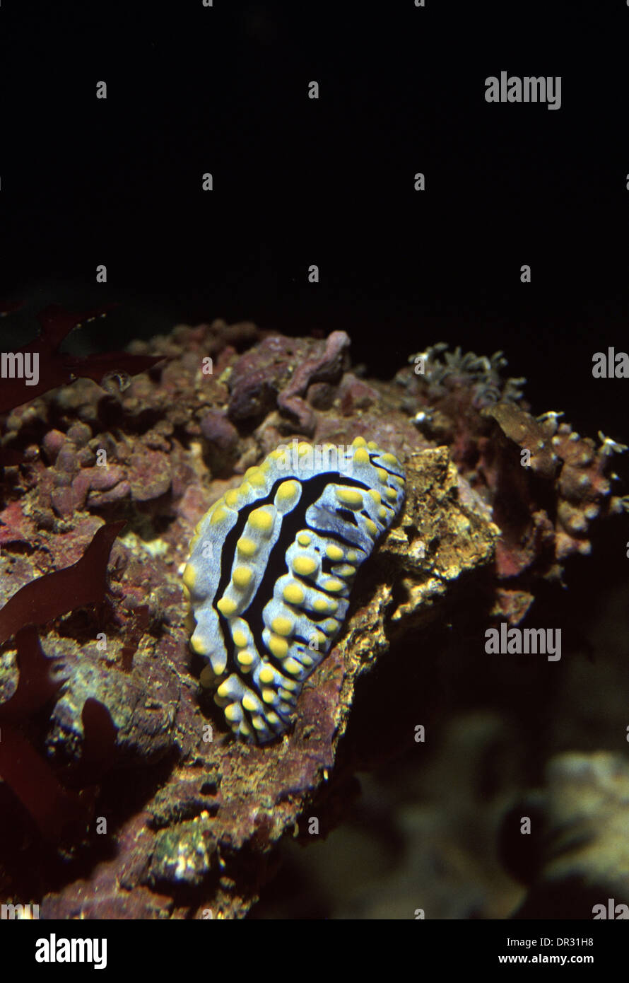 Nobbed sea slug (Phyllidia varicosa Stock Photo - Alamy
