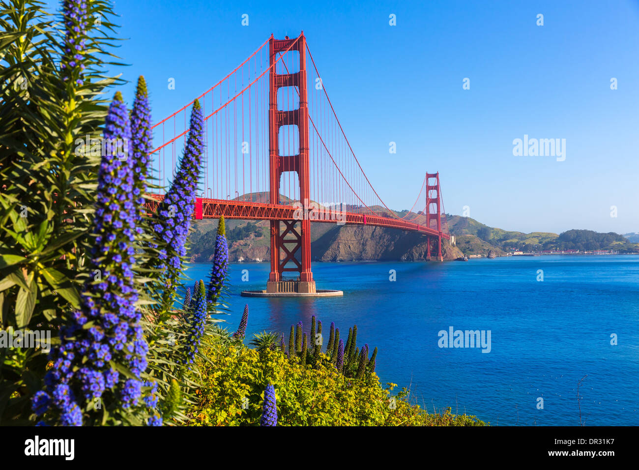 Flowers and the golden gate bridge hi-res stock photography and images ...