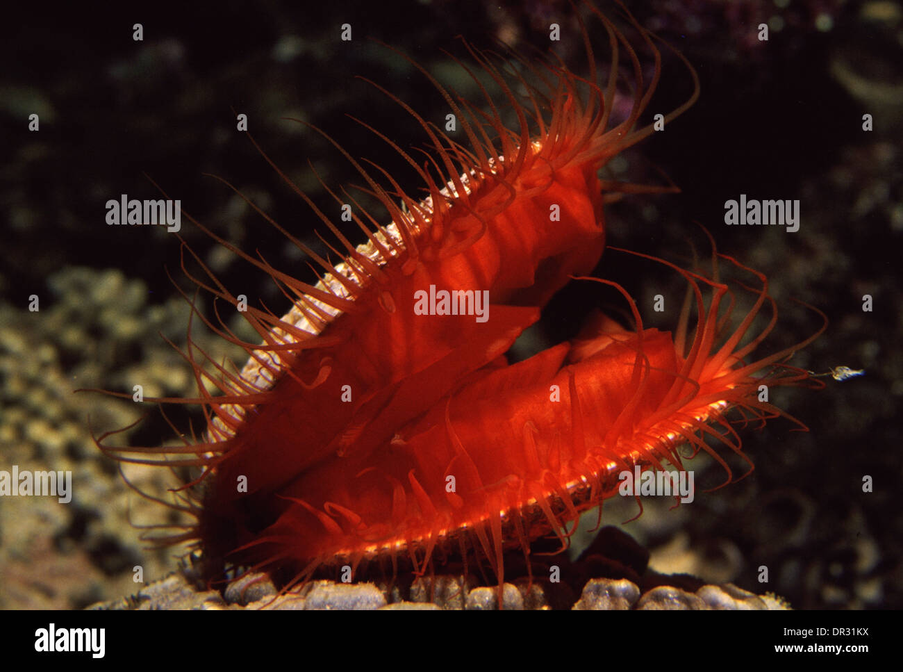 Flame scallop (Ctenoides scaber Stock Photo - Alamy