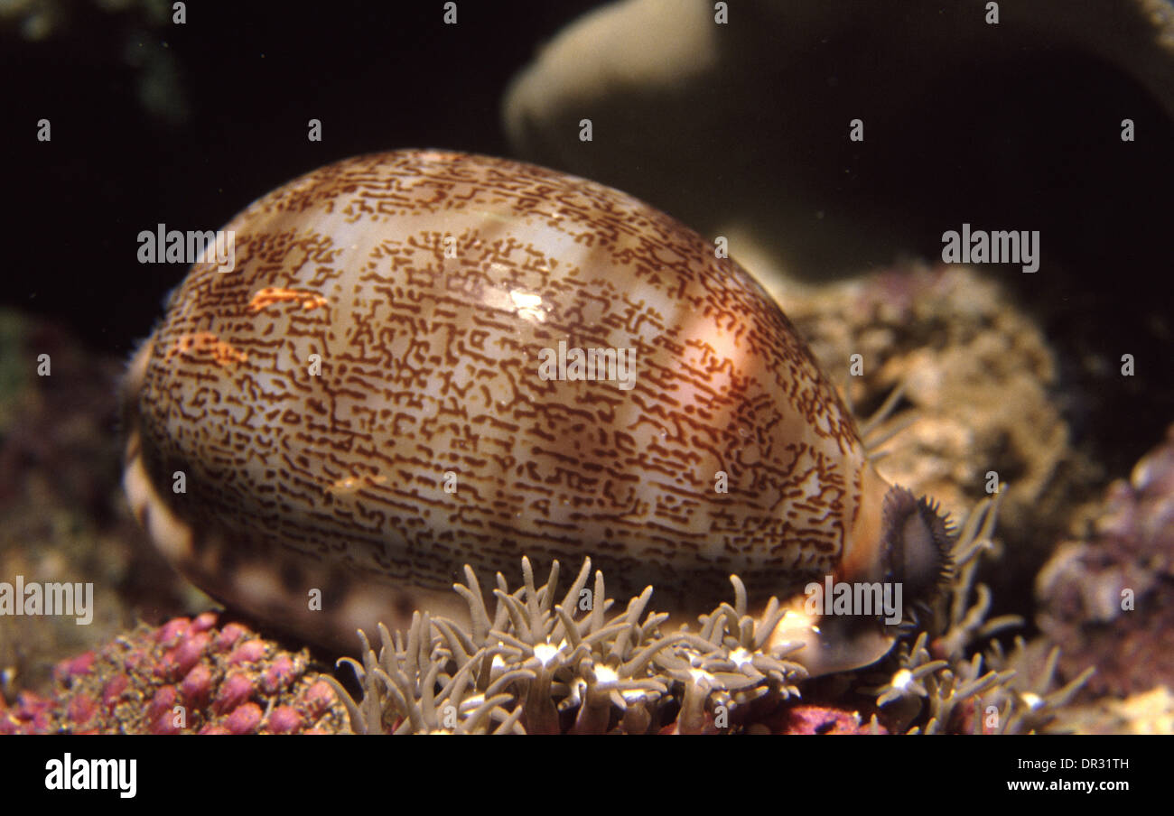 Bat volute (Cymbiola vespertilio Stock Photo - Alamy