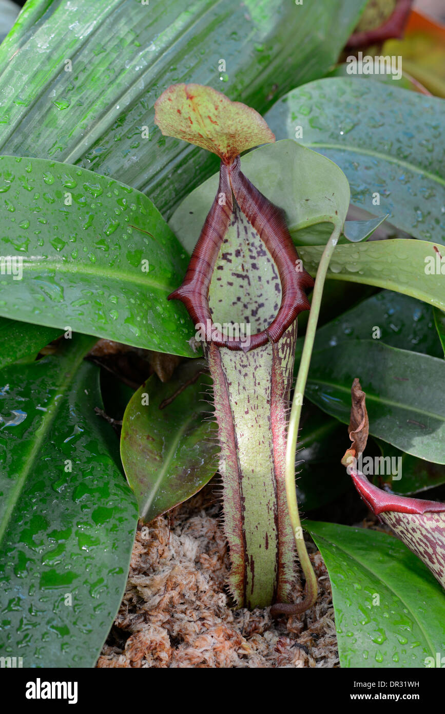 Nepenthes Miranda