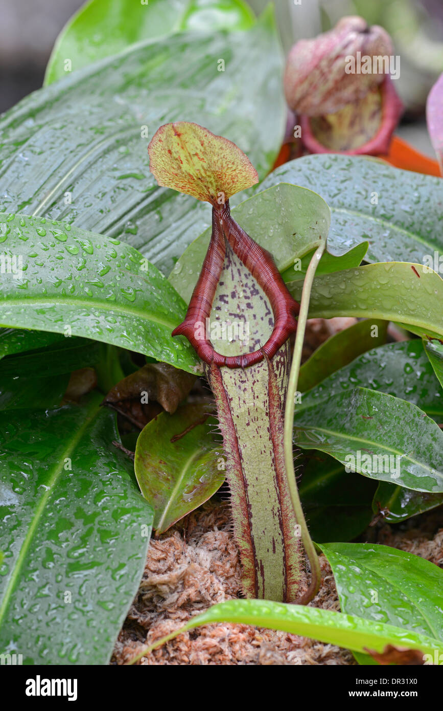 Nepenthes miranda hi-res stock photography and images - Alamy