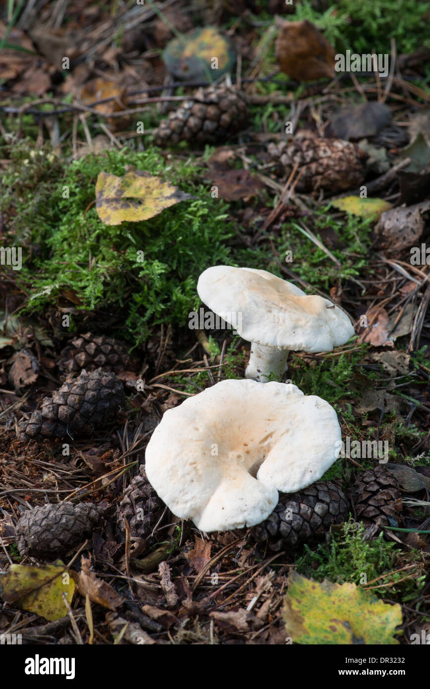Wood Hedgehog Fungus: Hydnum repandum. Growing under conifers. Surrey ...