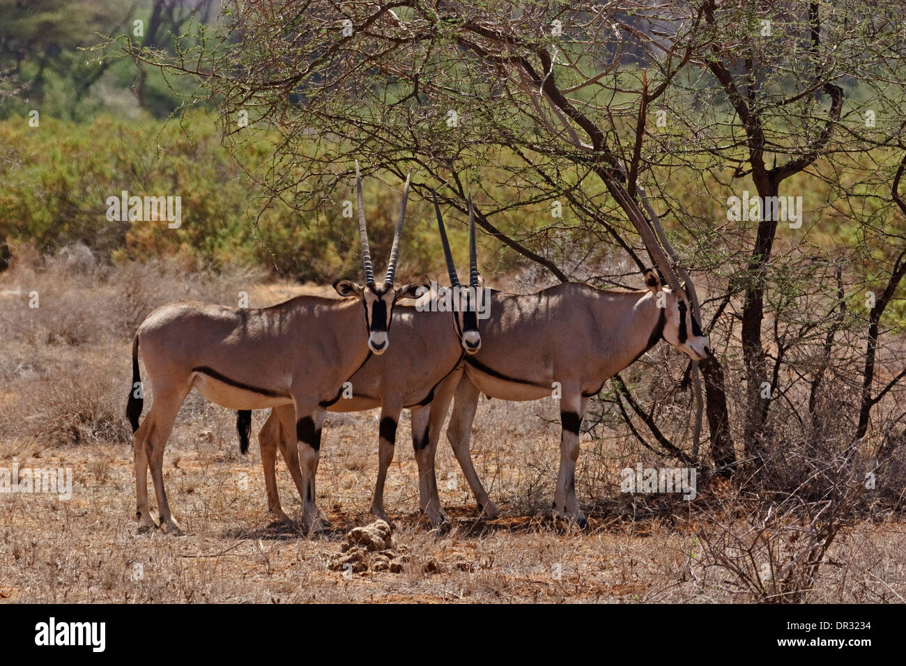 Beisa Oryx (Oryx beisa), Buffalo springs Stock Photo - Alamy