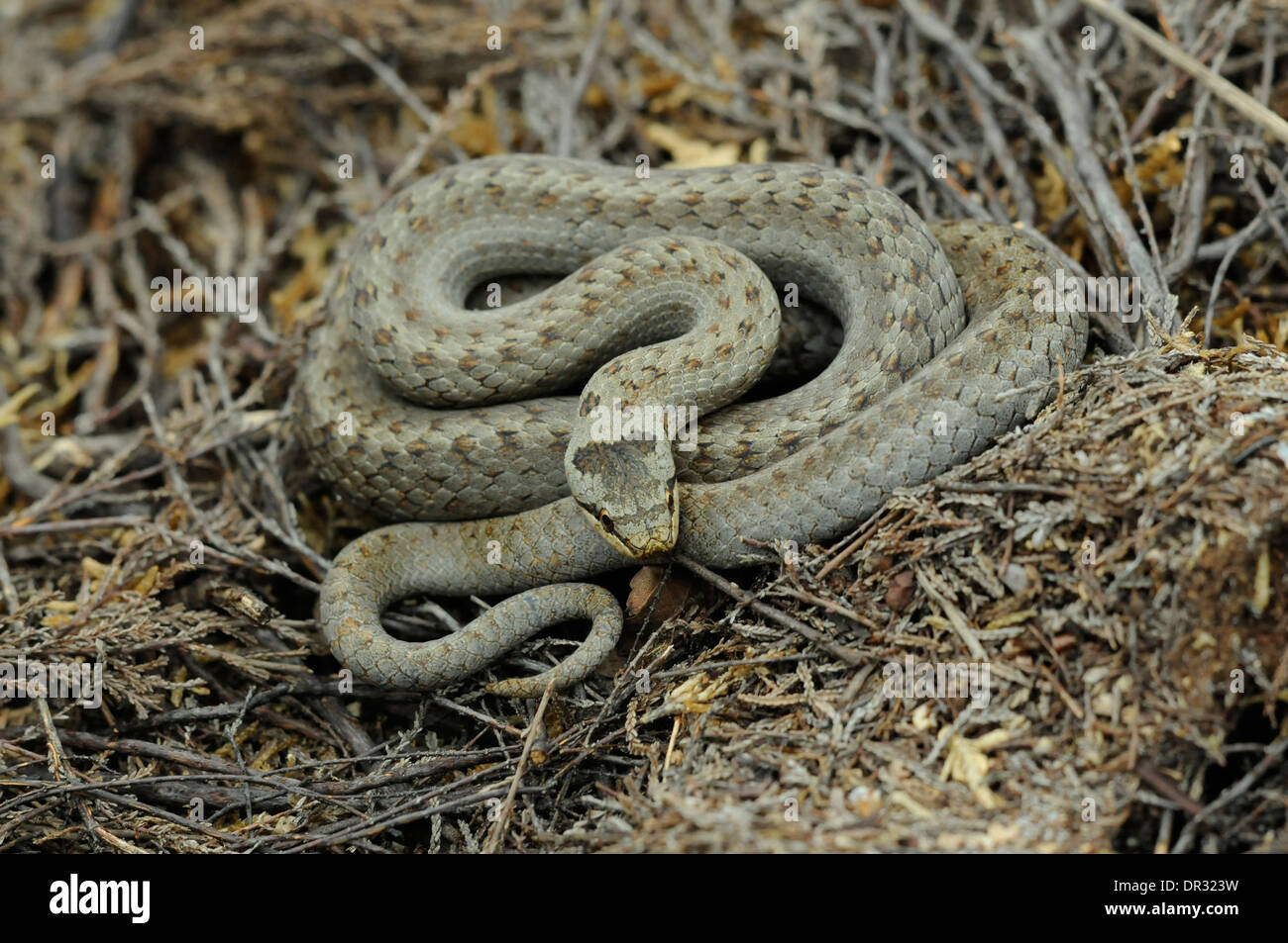 Smooth snake (Coronella austriaca) in heathland under storey Stock ...