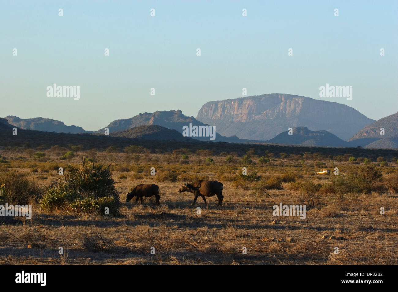 African bovidae hi-res stock photography and images - Alamy