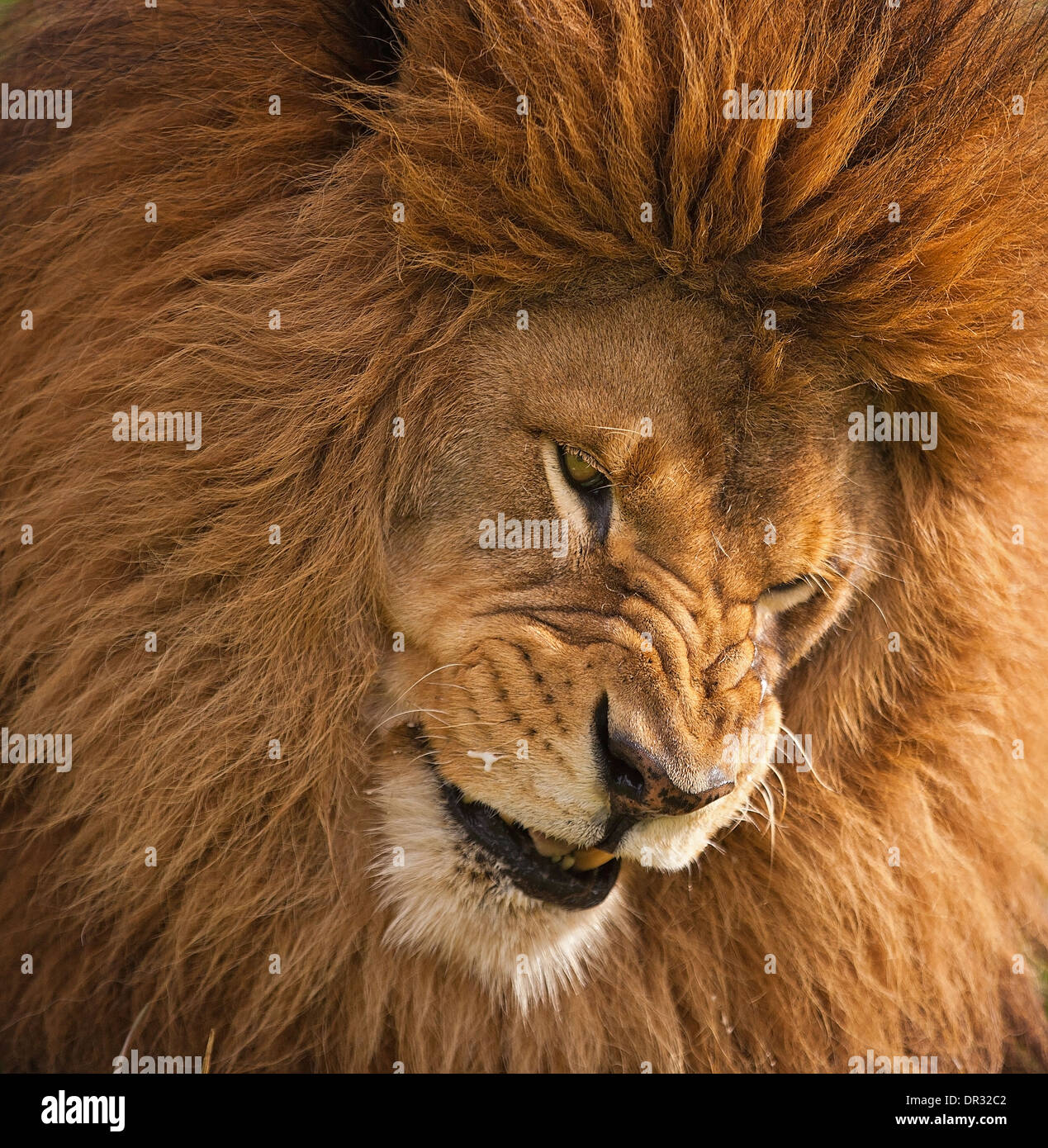 Snarly face hi-res stock photography and images - Alamy
